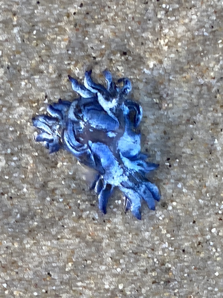 Glaucilla bennettae from Coral Sea, Bilinga, QLD, AU on November 3 ...