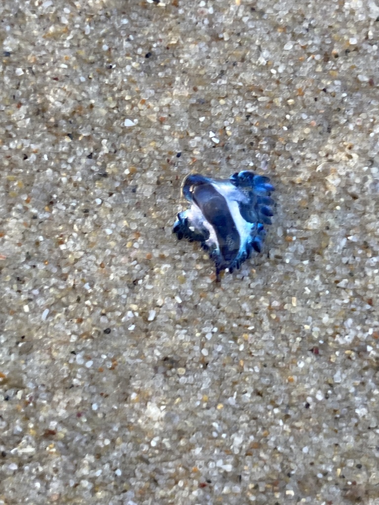 Glaucilla bennettae from Coral Sea, Bilinga, QLD, AU on November 3 ...