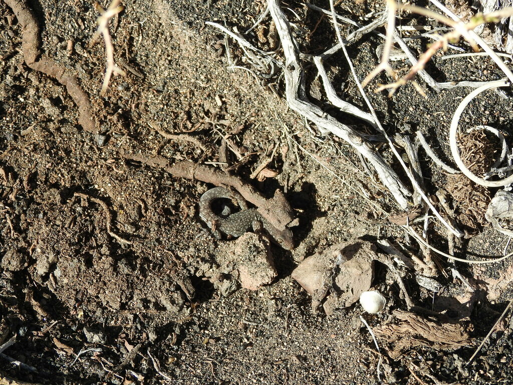 Darwin's Marked Gecko from Malargüe, Mendoza, Argentina on October 26 ...