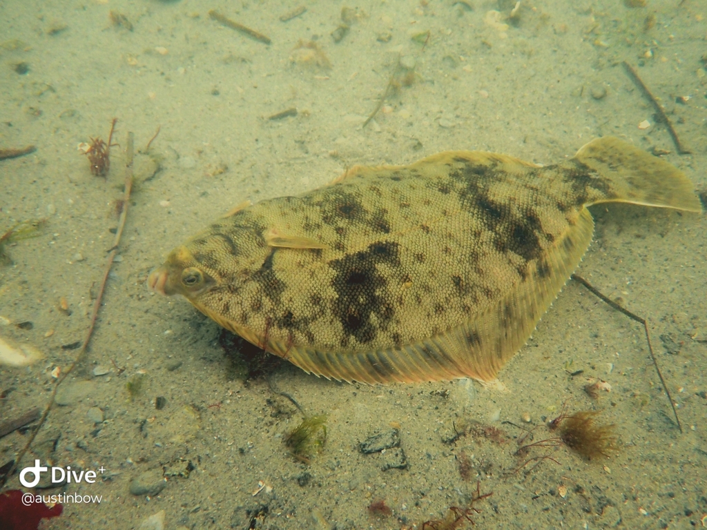 Winter Flounder from Jamestown, RI, USA on November 2, 2024 at 01:00 PM ...