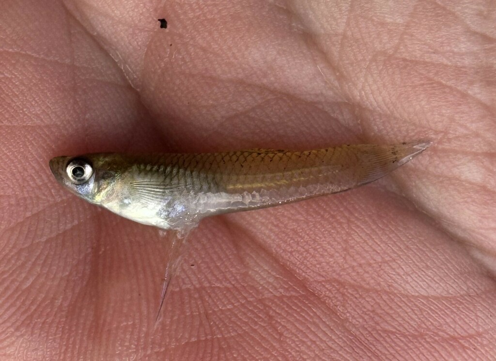 Western Mosquitofish from Butler Creek, end of Co. Rd. 302, Lauderdale ...