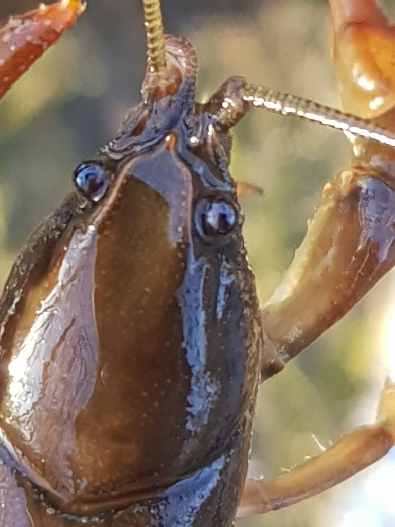 Eastern Crayfish in November 2024 by nmacelko2 · iNaturalist