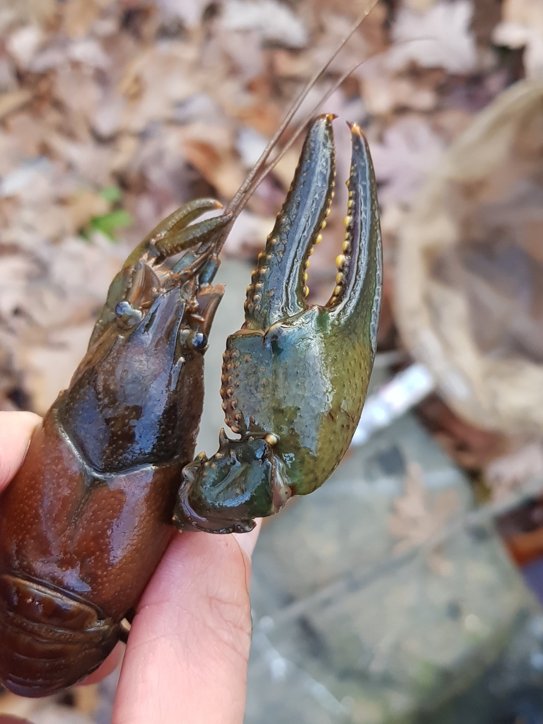 Virile Crayfish from Washington Township, NJ, USA on November 3, 2024 ...