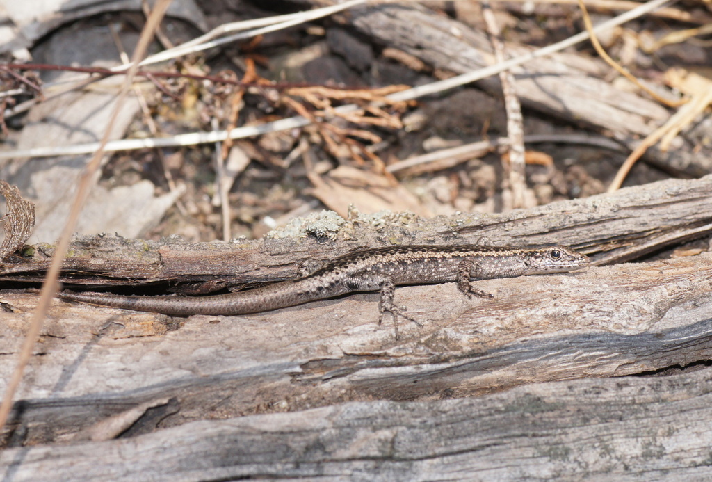 Snake-eyed Skinks from The Rock NSW 2655, Australia on October 24, 2012 ...