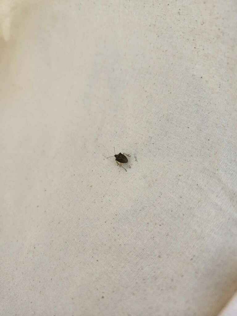 Stink Bugs, Shield Bugs, and Allies from OSO bay trail on October 28 ...