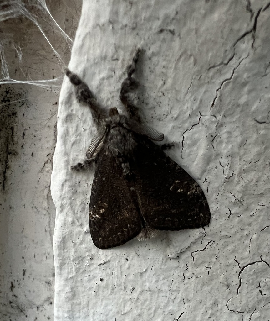 Zhejiang Tussock Moth from Hong Lok Yuen, Hong Kong on November 4, 2024 ...