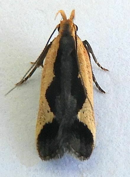 Dichomeris fistuca from Lake County, FL, USA on June 3, 2024 at 10:34 ...
