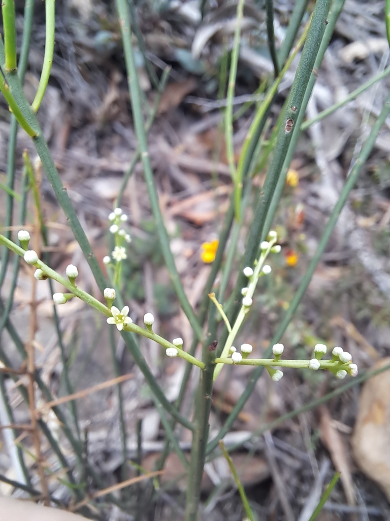 Pale Currant Bush from Stony Rise TAS 7310, Australia on November 4 ...
