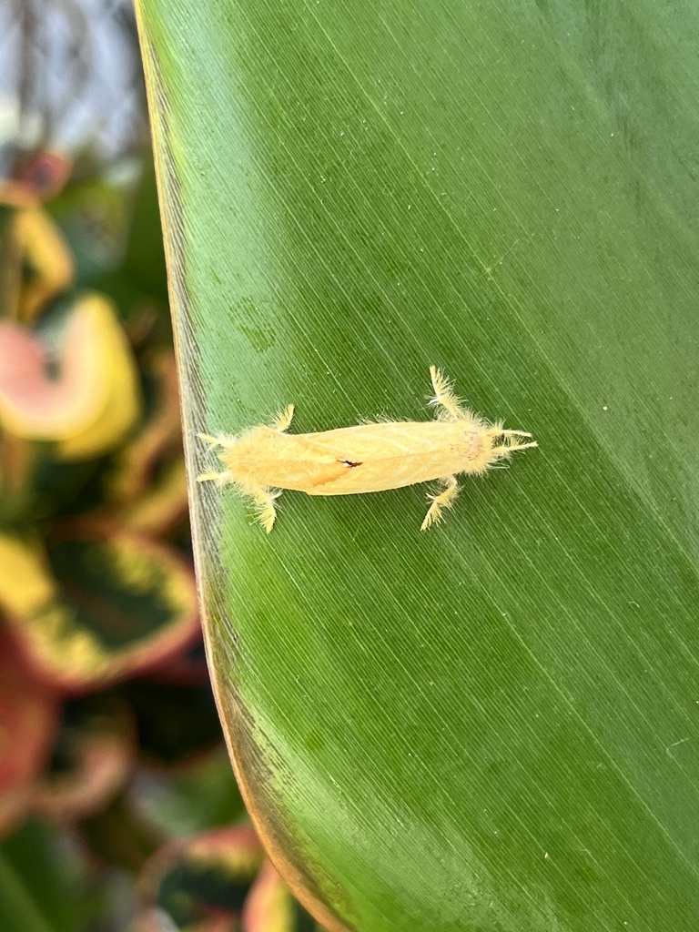 Taiwan yellow tussock moth in November 2024 by Nakatada Wachi · iNaturalist