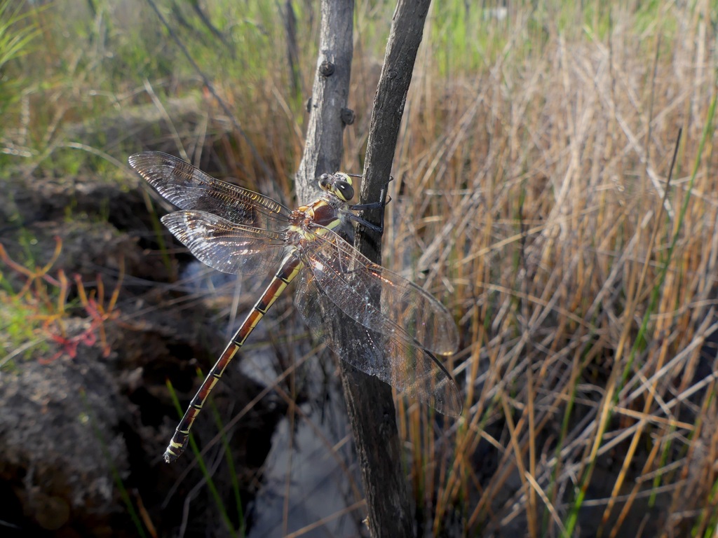 Coastal Petaltail in November 2024 by Ollie Scully. Lone female resting ...