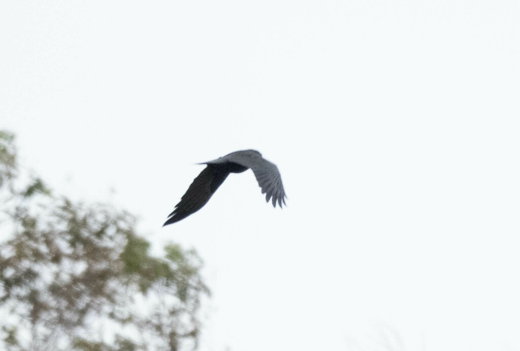 Rook from Westshore, Napier 4110, New Zealand on October 26, 2024 at 11 ...