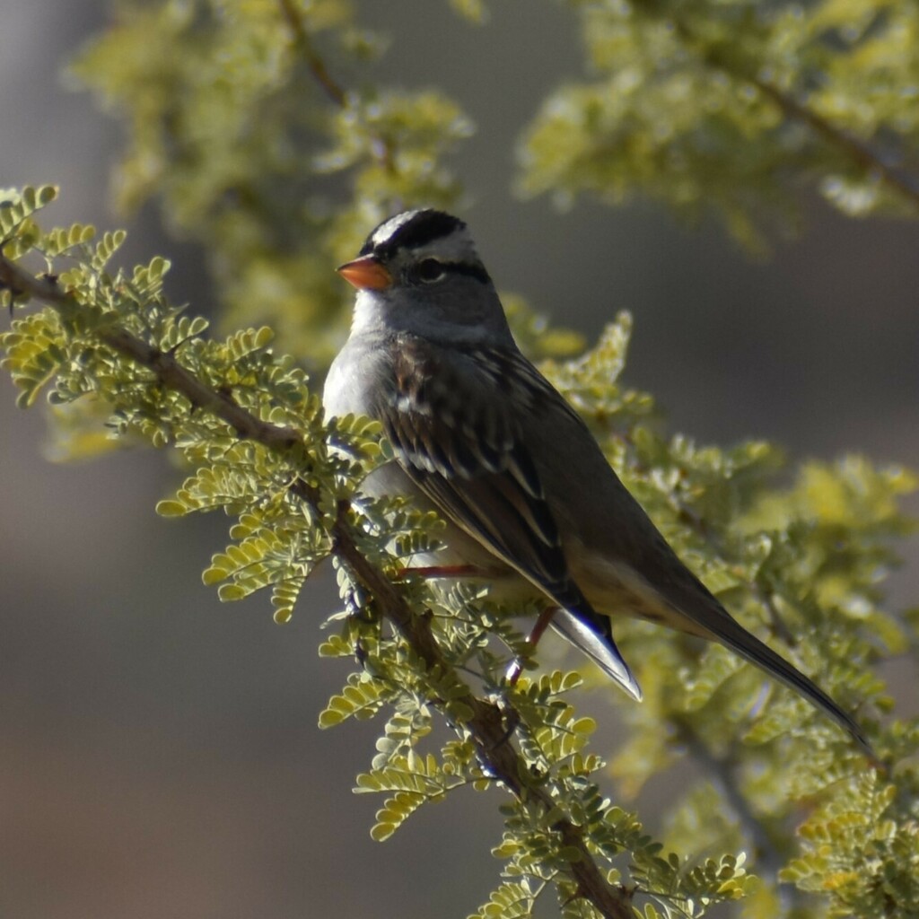 White-crowned Sparrow from Pima Wash Trail, South Mountain Preserve ...