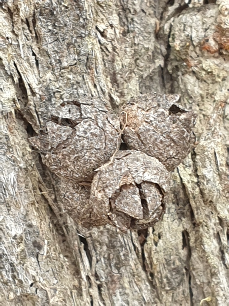 Blaxland's Stringybark from Shipley Plateau, Blue Mountains, NSW on ...