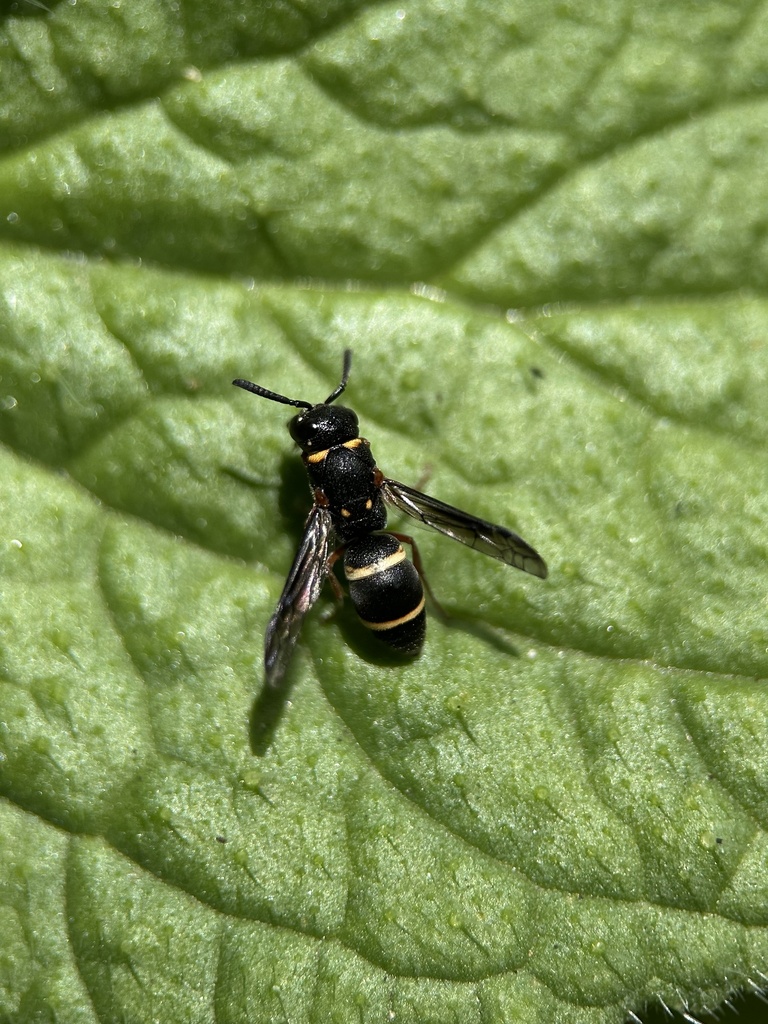 Paralastor from Milton Pl, Lake Coogee, WA, AU on November 4, 2024 at ...