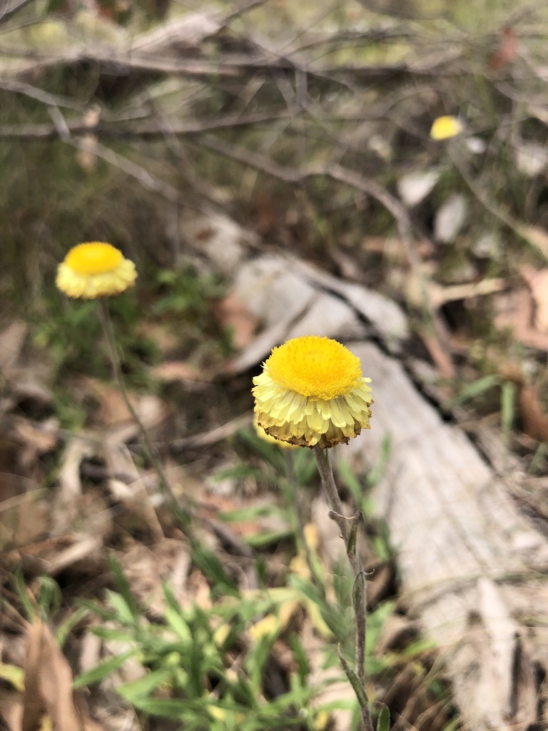 button everlasting from East Ward, Riddells Creek, VIC, AU on November ...