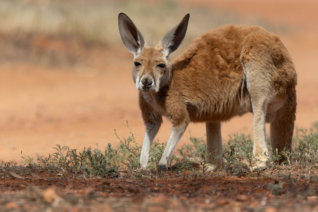 Red Kangaroo (Osphranter rufus) - Know Your Mammals