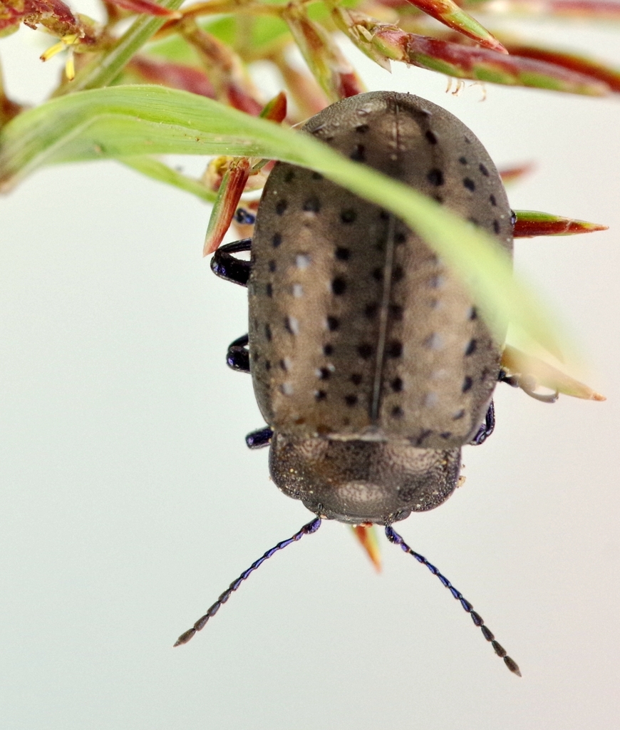Chrysolina exanthematica from Changsha, CN-HN, CN on October 31, 2024 ...