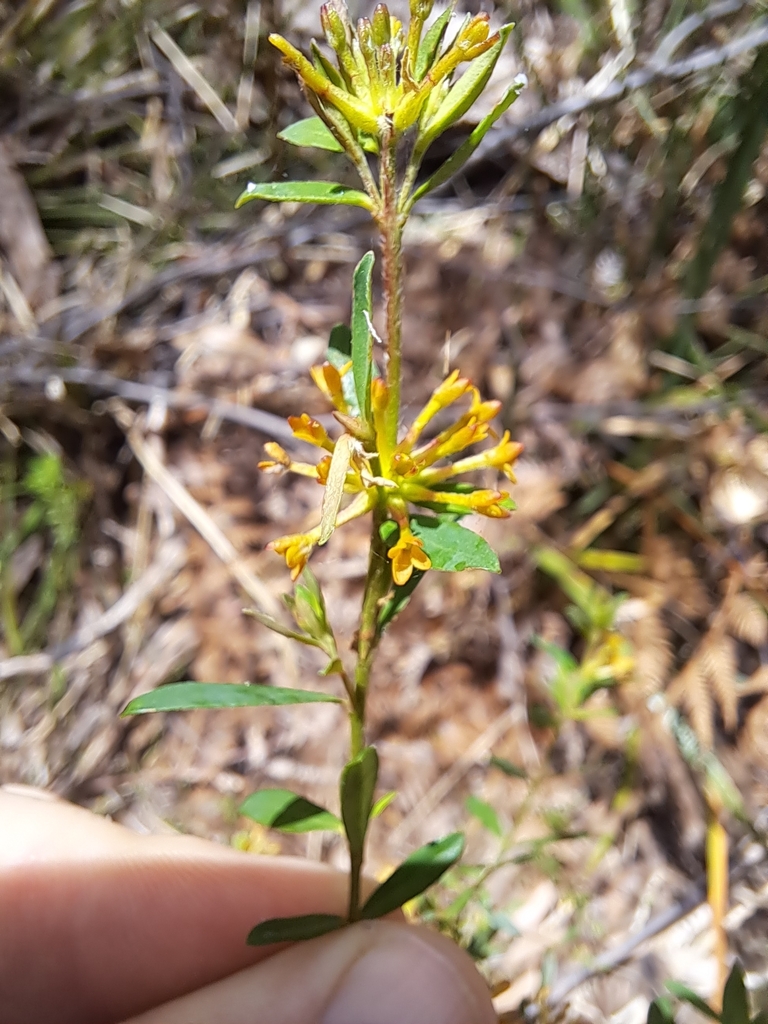 curved rice-flower from Stony Rise TAS 7310, Australia on November 4 ...