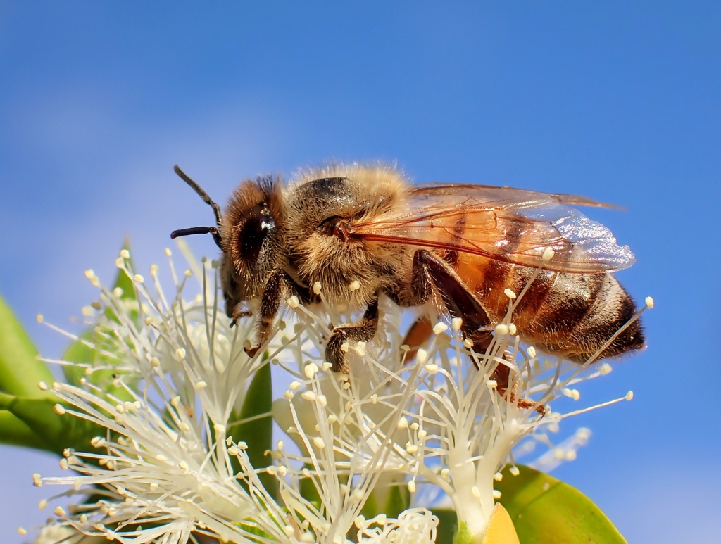 Western Honey Bee in November 2024 by cinclosoma · iNaturalist