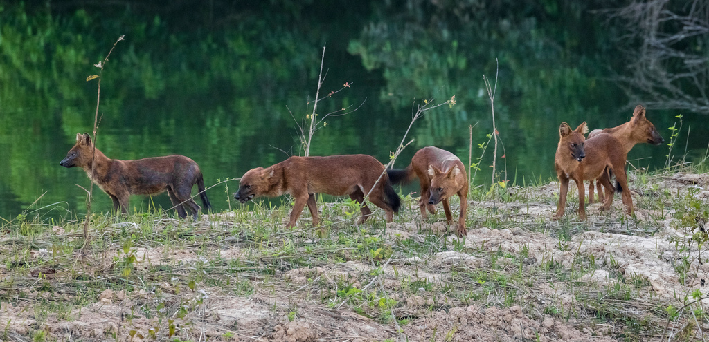 Dhole in December 2022 by johnlerond · iNaturalist