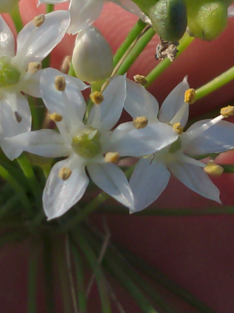 Garlic Chives from Mikuriya Station, Nishitsubo, Daisen, Saihaku ...
