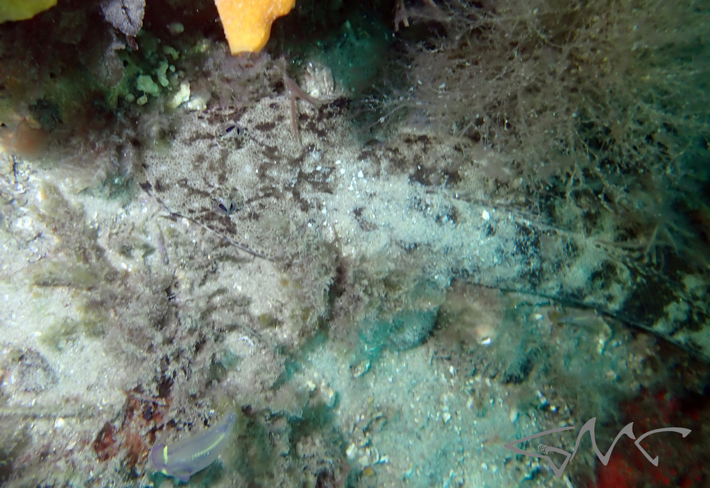 Dusky Flathead from Fly Point Dive on November 1, 2024 at 08:23 AM by ...
