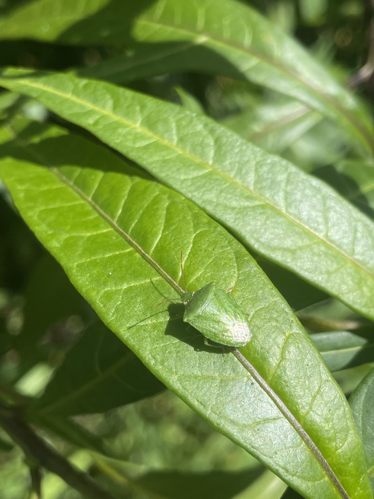 Green potato bug from Charles Plimmer Park, Wellington, Wellington, NZ ...