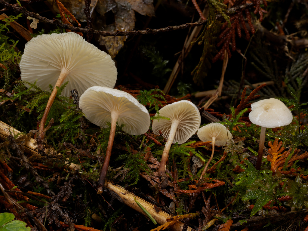 Collybiopsis omphalodes from Lewis County, WA, USA on November 03, 2024 ...