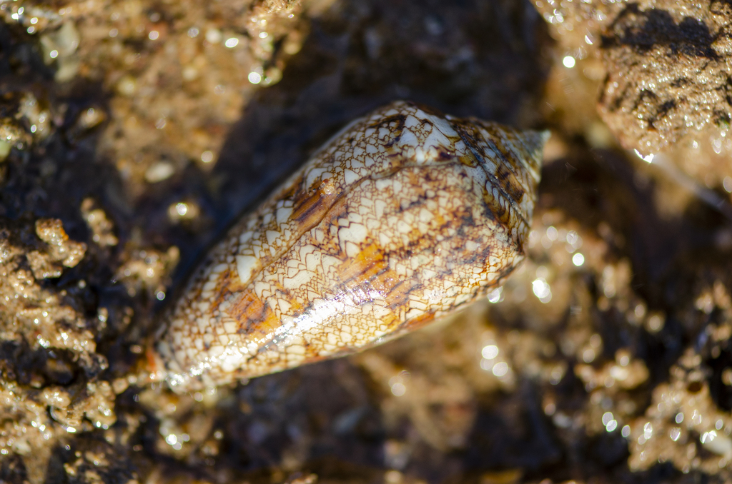 Queen Victoria Cone from Rock of Ages, Port Hedland WA 6721, Australia ...