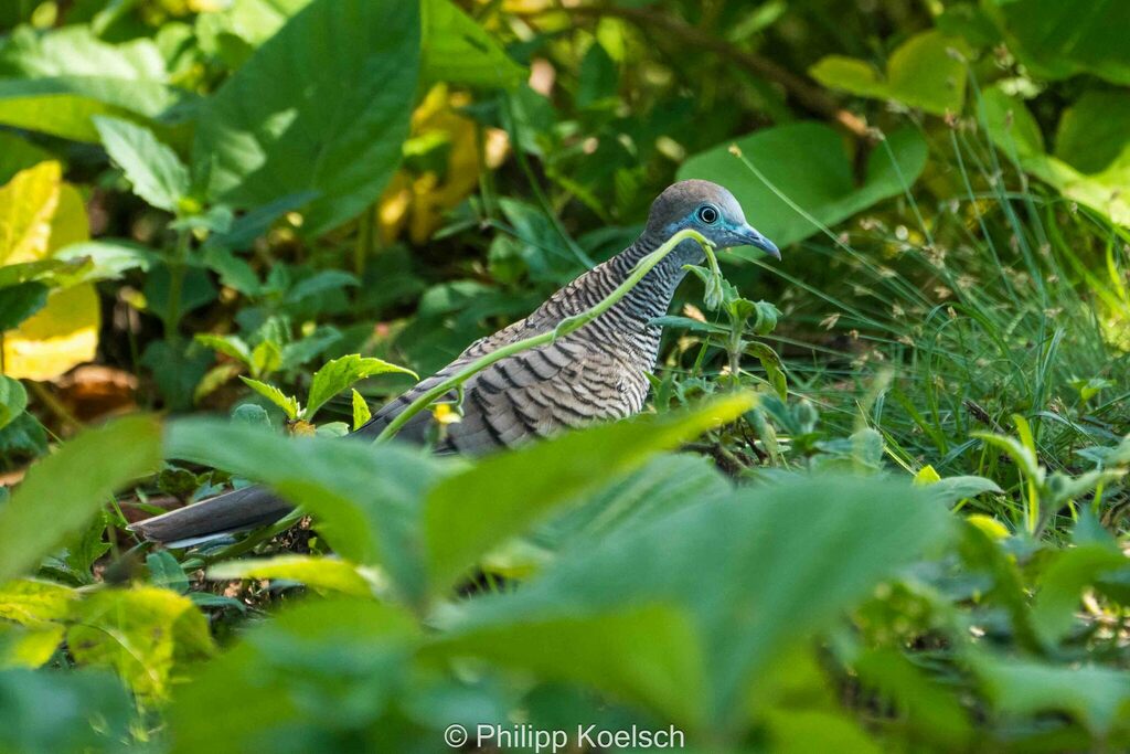 Zebra Dove from An Lợi Đông, Quận 2, Hồ Chí Minh, Vietnam on June 18 ...