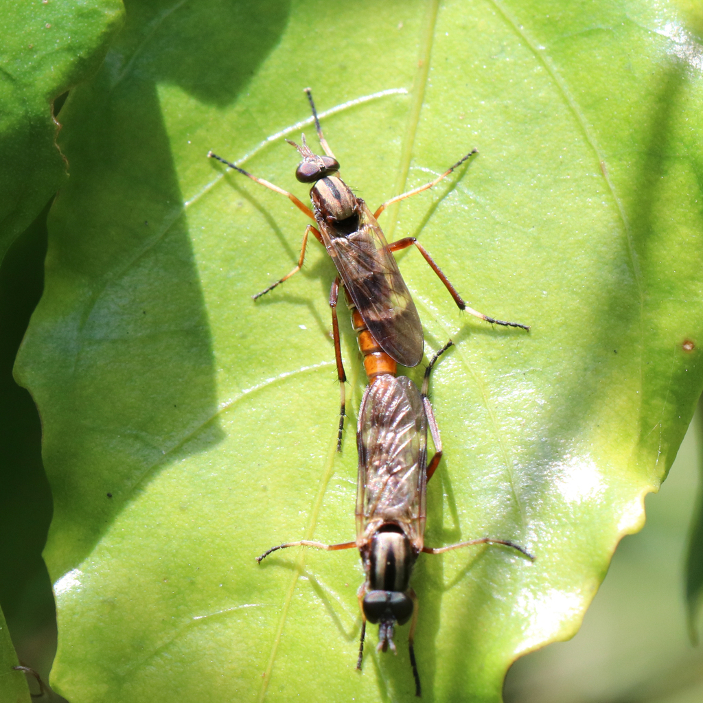Ectinorhynchus from Balmoral Ridge QLD, Australia on August 21, 2024 at ...
