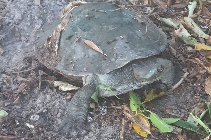 Krefft's River Turtle from Maryborough QLD 4650, Australia on January ...