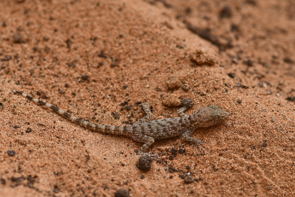 Southern Tuberculated Gecko from Al Shiwayb - Abu Dhabi - United Arab ...