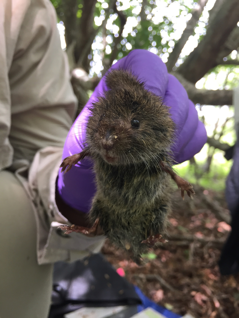 Block Island Meadow Vole (Endemic Organisms of New England & New York ...
