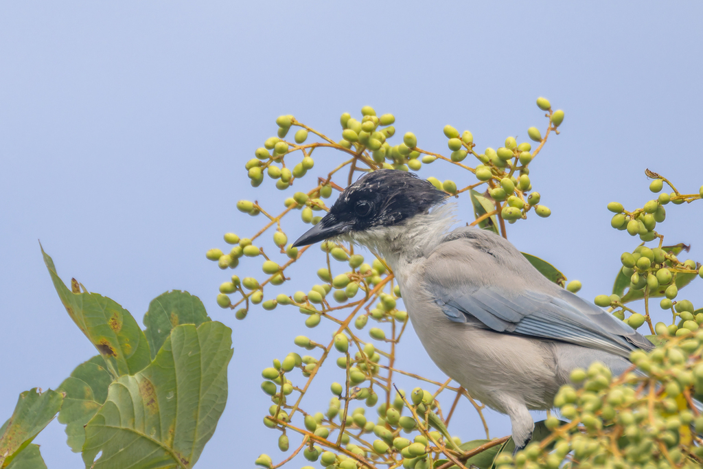 Azure-winged Magpie from Rinkaicho, Edogawa City, Tokyo 134-0086, Japan ...