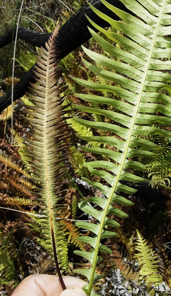Fishbone water-fern from Gardens of Stone SCA, Newnes Plateau NSW 2790 ...