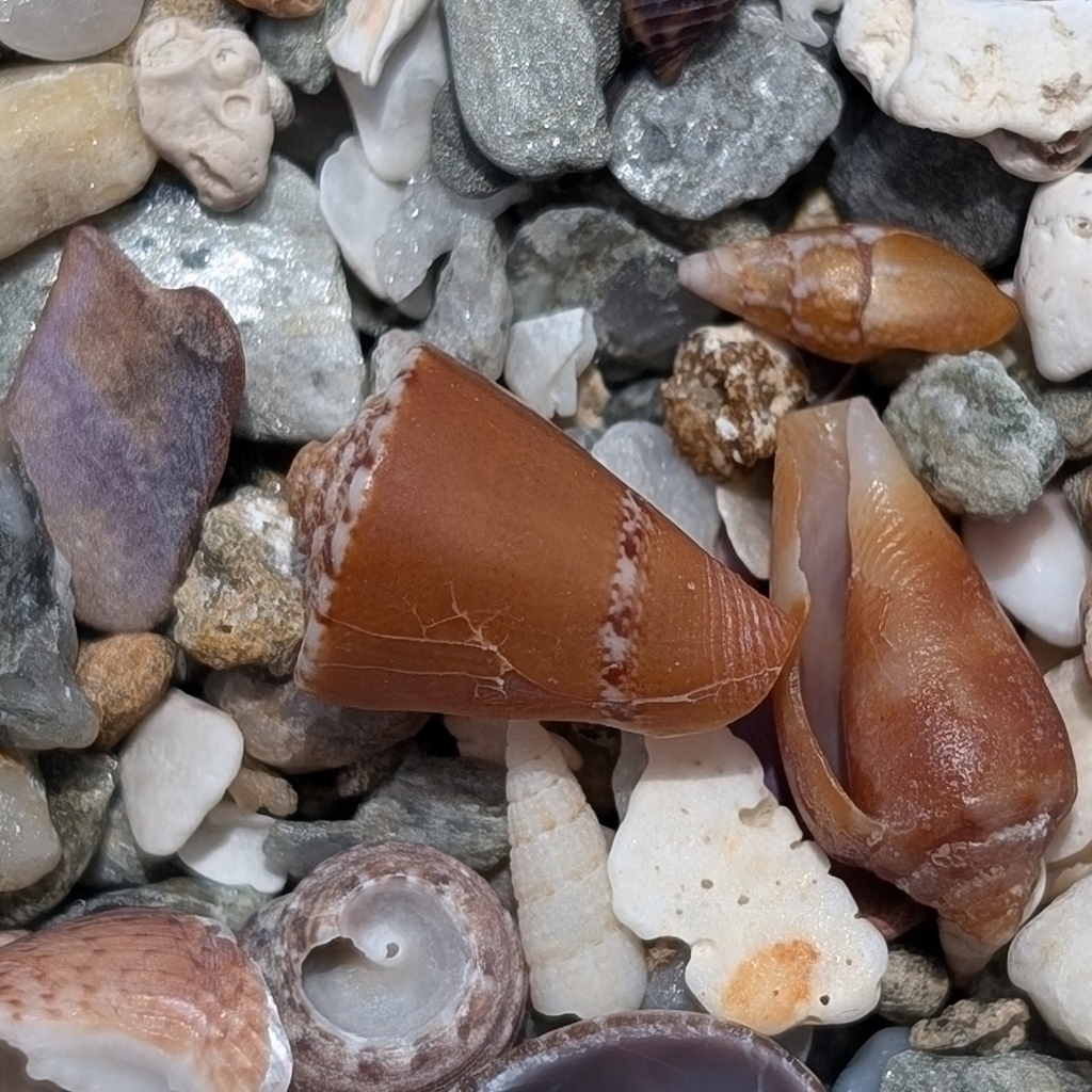 Burnished Cone from Wirrina Cove SA 5204, Australia on November 3, 2024 ...