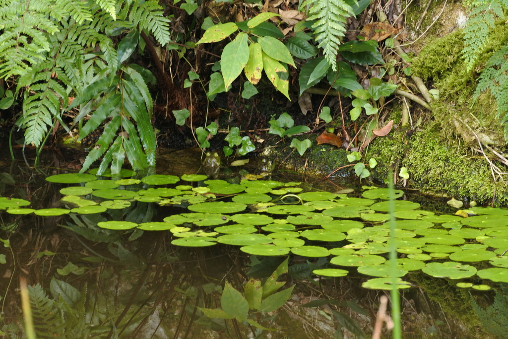 American Bullfrog from The Kochi Prefectural Makino Botanical Garden ...
