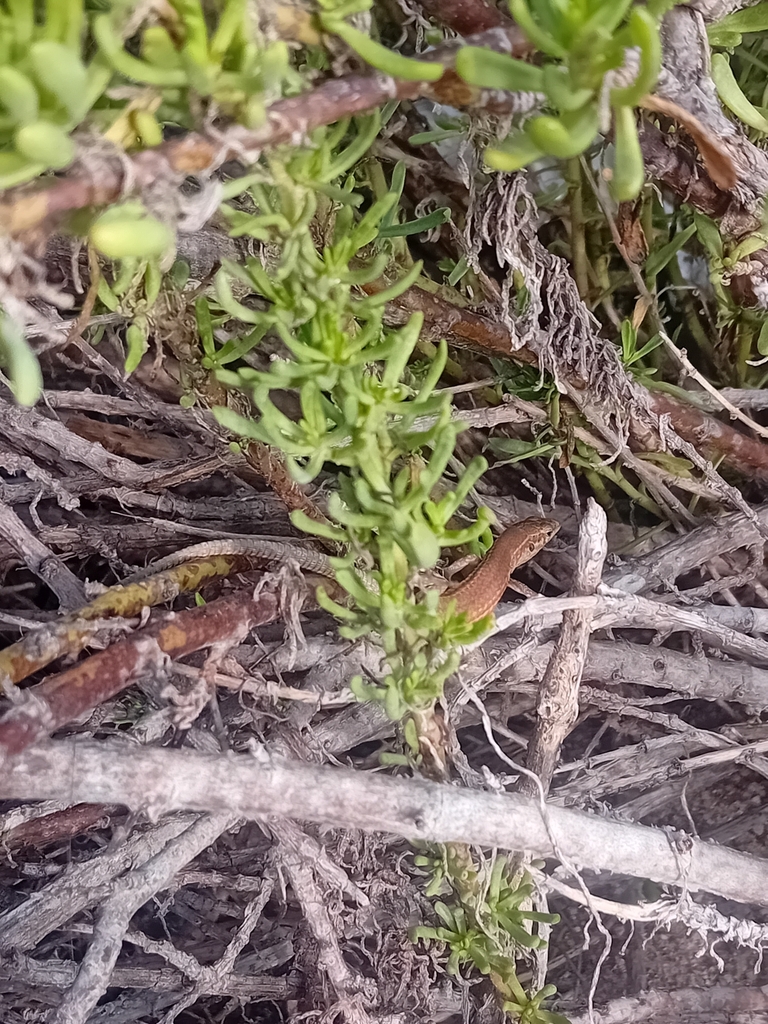Filfola Lizard from Bugibba, St Paul's Bay, Malta on October 09, 2024 ...