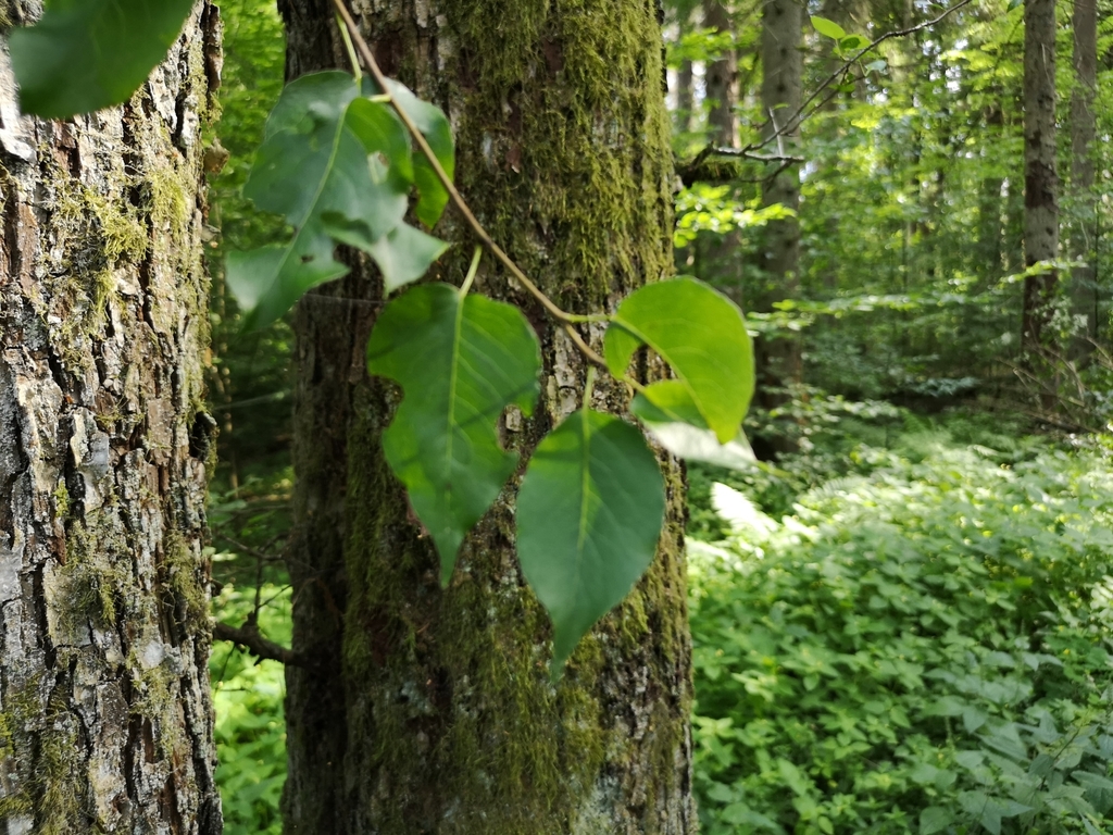 Common Pear from 17-230 Czerlonka, Poland on July 12, 2019 at 04:25 PM ...