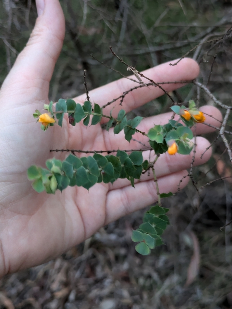 spiny bush-pea from Ipswich - Central, AU-QL, AU on November 4, 2024 at ...