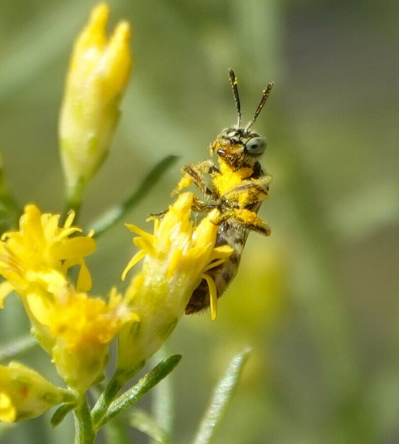 Fairy Bees from East Lake, FL, USA on November 03, 2024 at 08:44 AM by ...