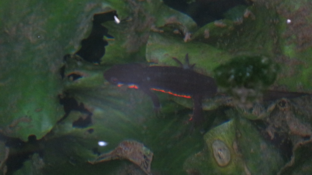 Japanese Fire-bellied Newt in November 2024 by yajapin. 勝林院の池にたくさんいた ...