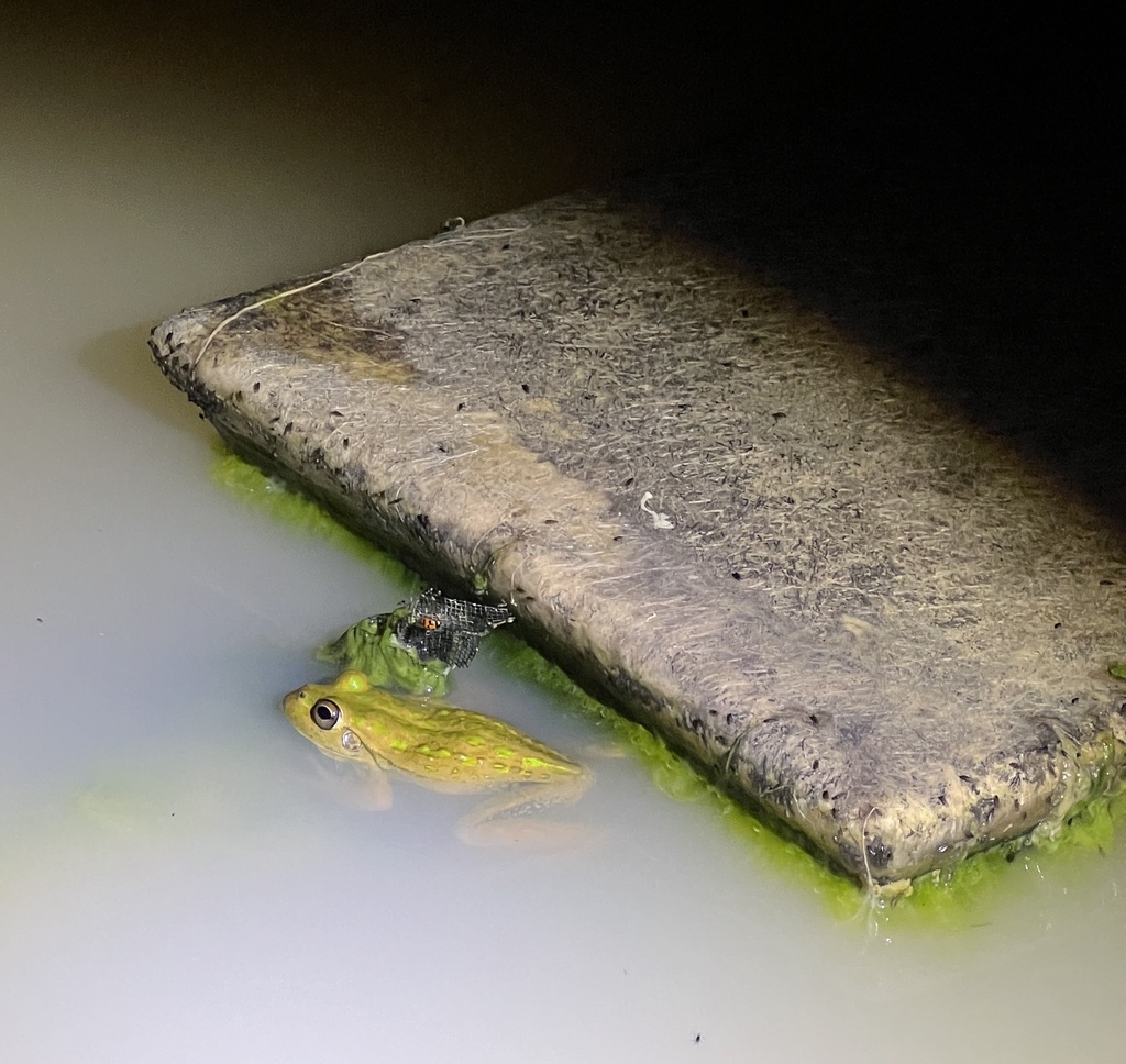 Spotted-thighed Frog from Stirling Range Retreat, Amelup, WA, AU on ...