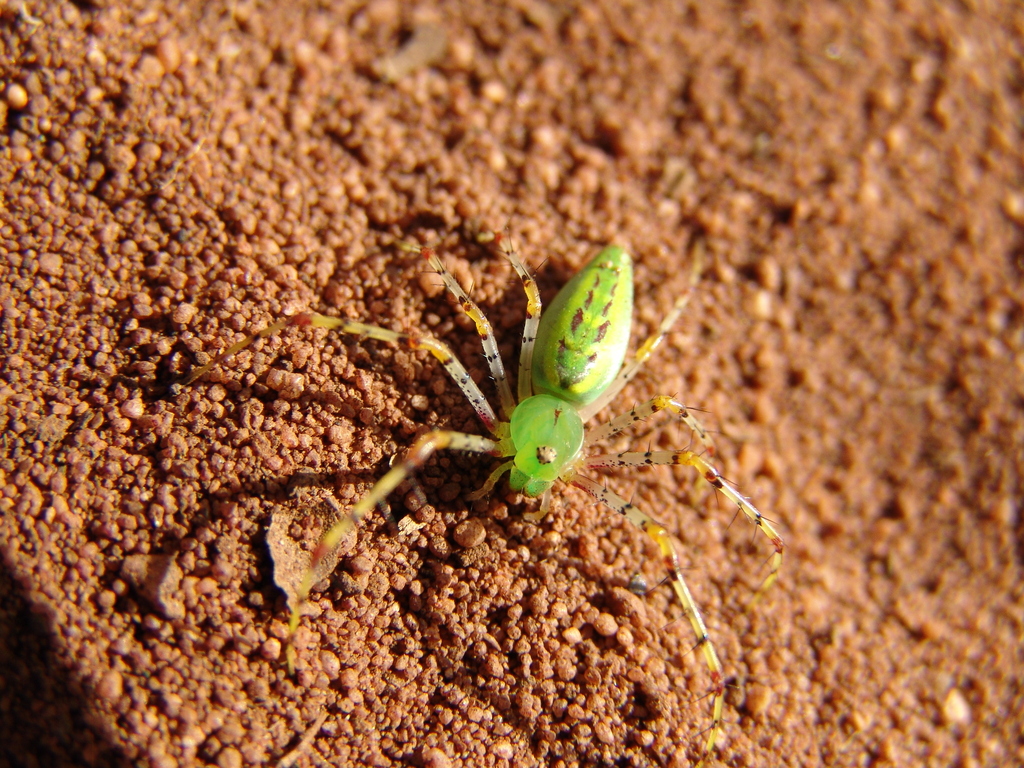 Namibia Green Lynx Spider from Vhembe District Municipality, South ...