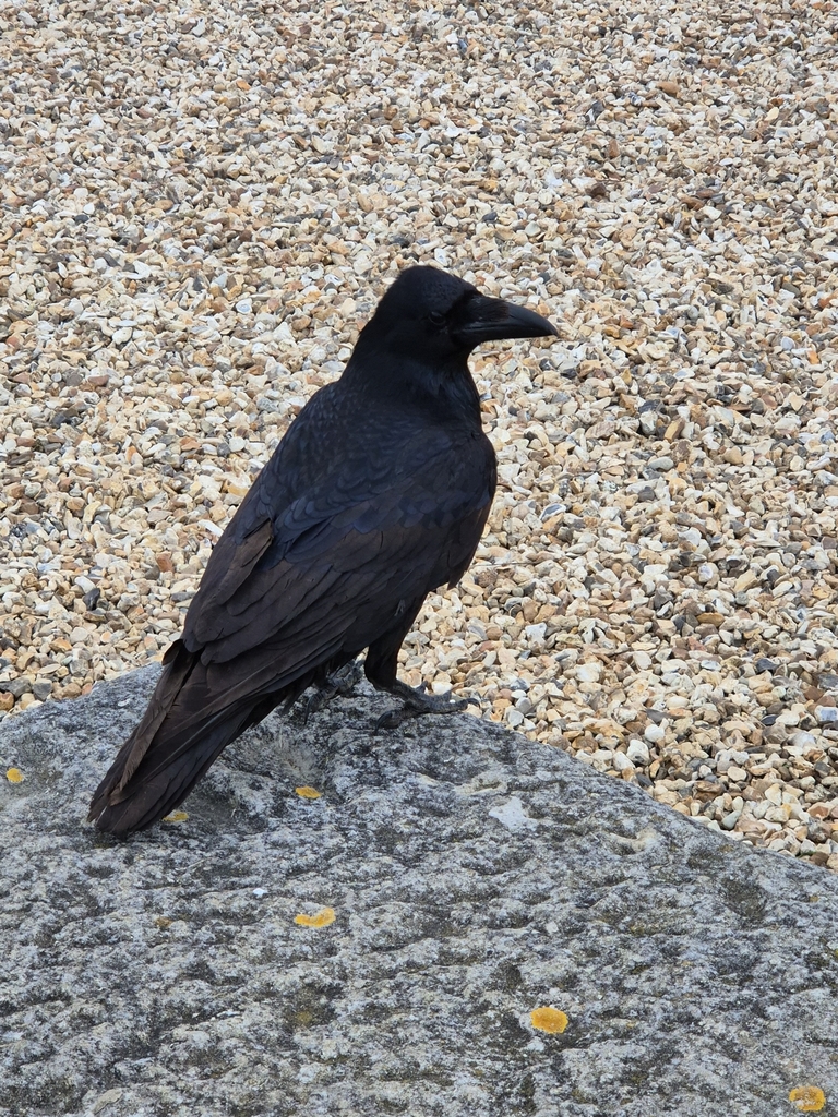 Common Raven from Dorset, England, GB on November 3, 2024 at 01:41 PM ...