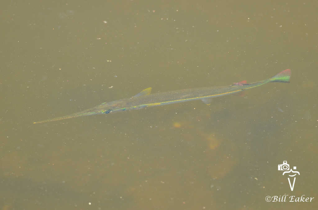 Redfin Needlefish from Bonita Springs, FL, USA on July 31, 2016 at 08: ...