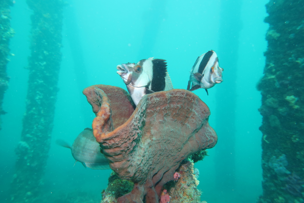 Magpie Perch from Rapid Bay jetty on November 4, 2024 at 02:22 PM by ...