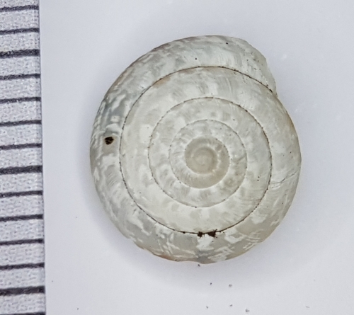Candidula arrabidensis · iNaturalist