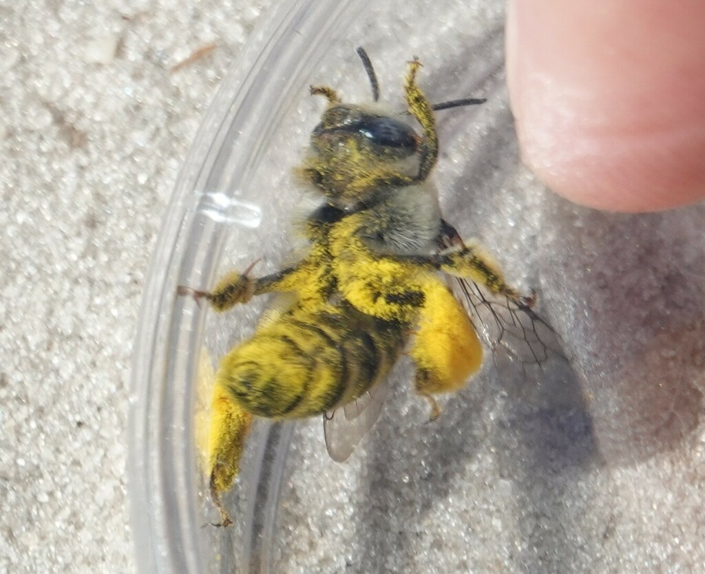 Common Longhorn Bee from East Lake, FL, USA on November 3, 2024 at 11: ...